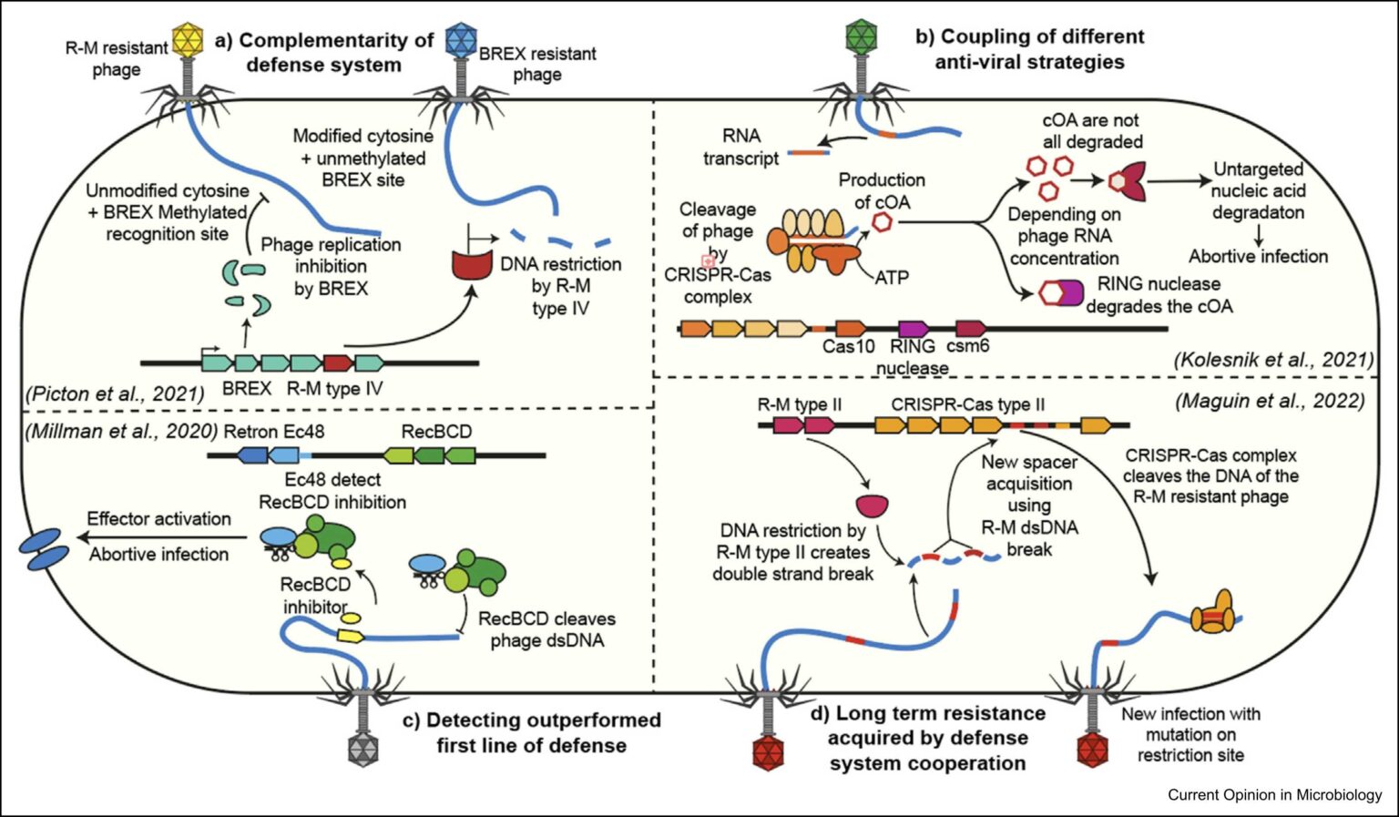 Molecular Diversity of Microbes Lab