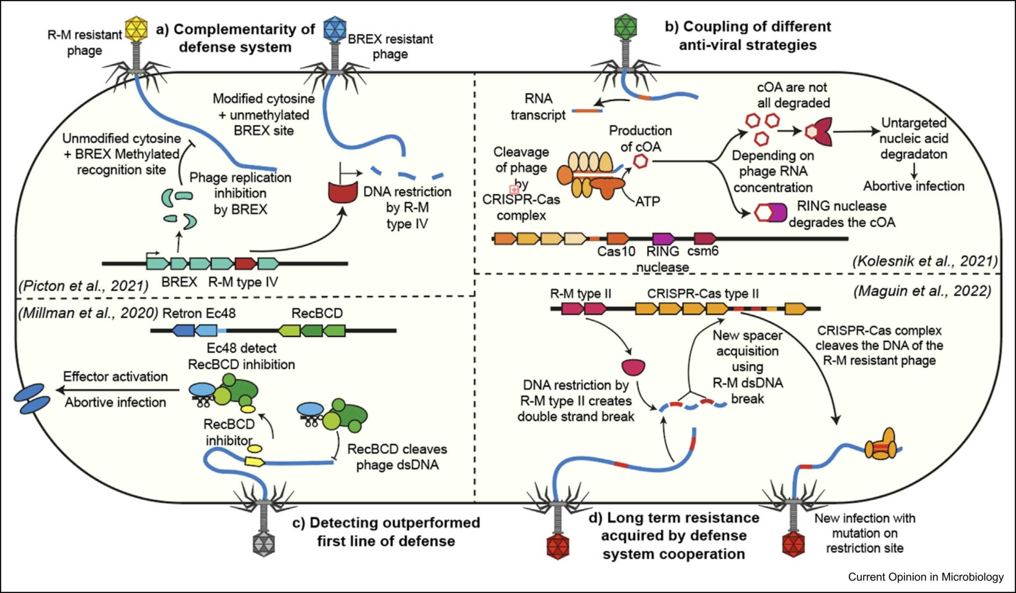 Molecular Diversity of Microbes Lab